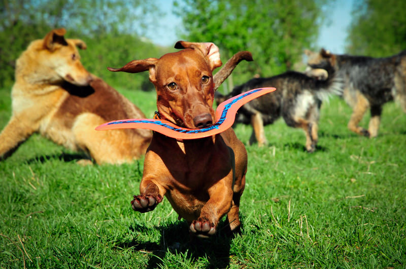 Woof! Woof! A Playground for Pups … and their People! | Picaboo