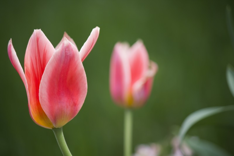 Photographing Flowers | Picaboo