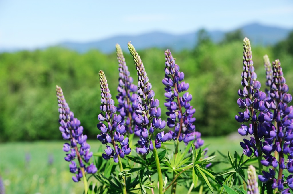 Photographing Flowers | Picaboo
